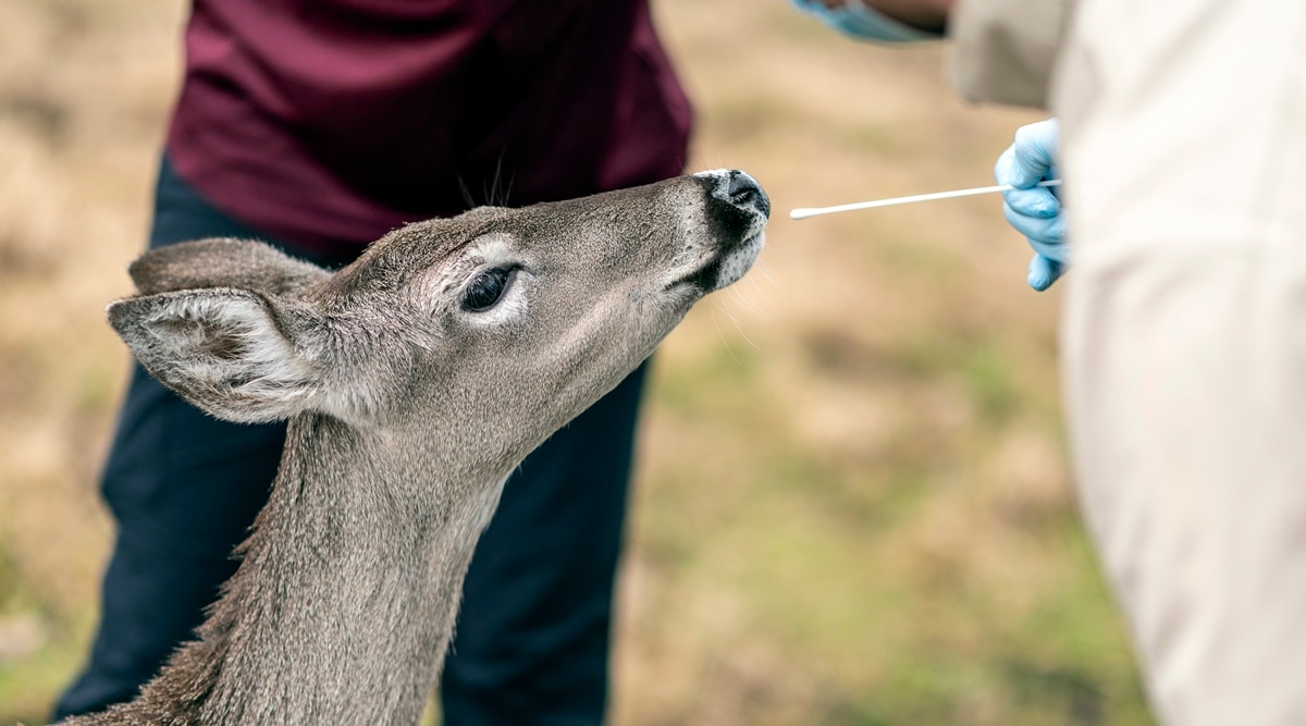 New York deer infected with Omicron, study finds | World News - The ...