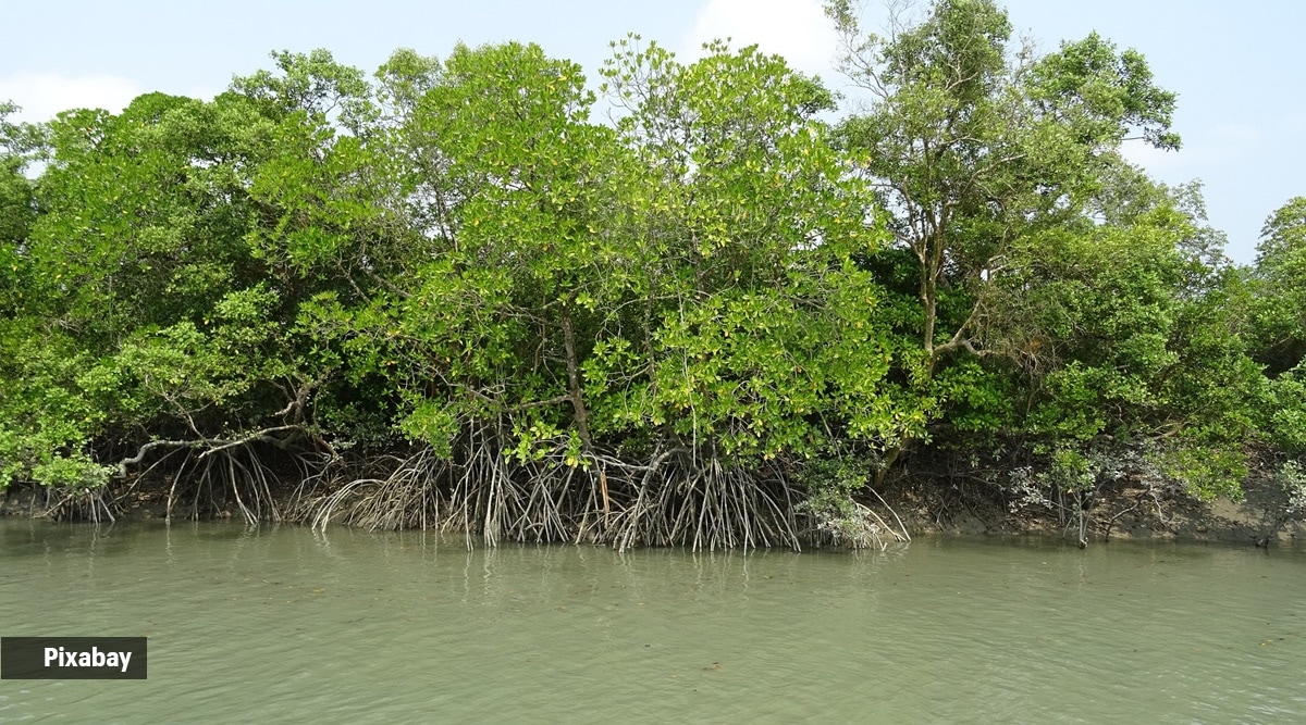 ‘Tiger widows’ of Sundarbans spin khadi to eke out living | Life-style ...