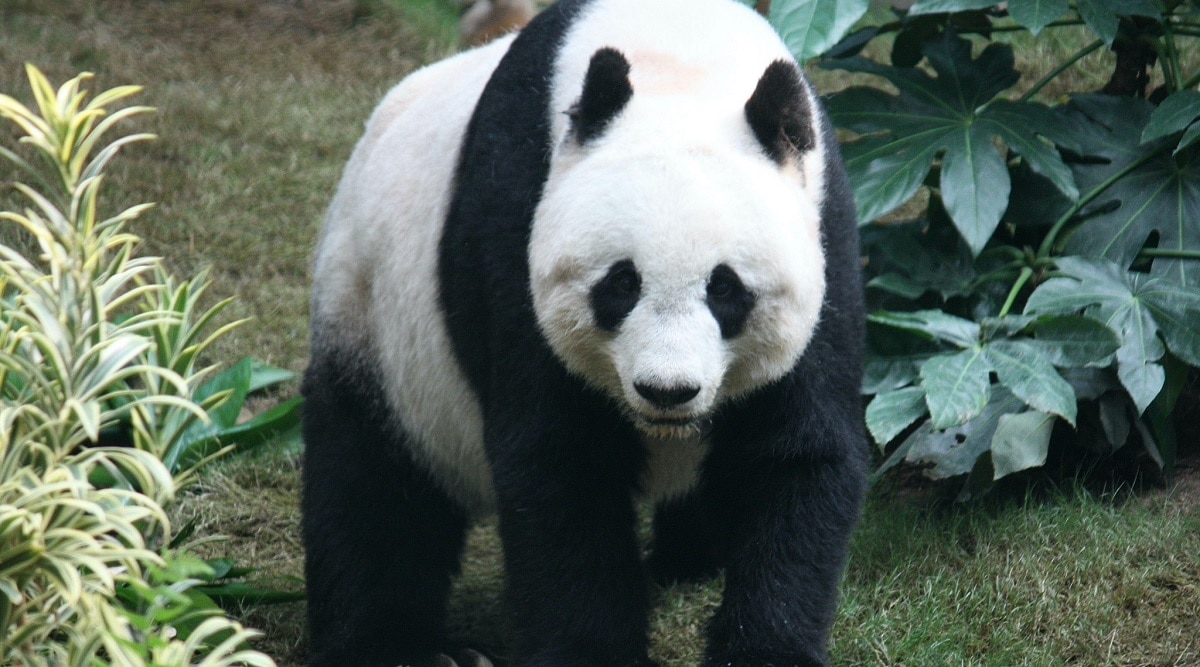 50 years later, some question value of US-China ‘panda diplomacy ...