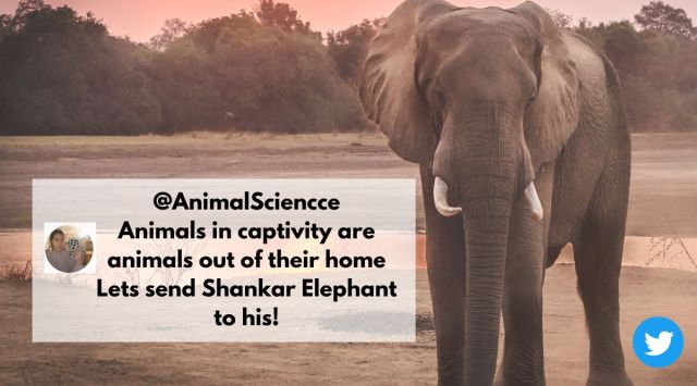 24 years ago an elephant was brought to India. Now activists want him ...