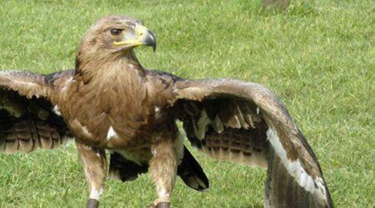 12th Annual Bird Race: Rare Eastern Imperial Eagle sighted as birders ...