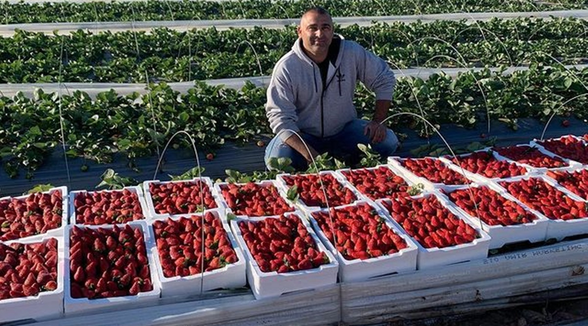 Israeli farmer grows ‘world’s heaviest strawberry’; know how much it ...