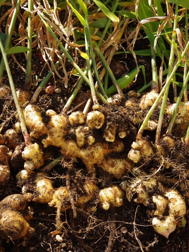 Dry ginger or sunthi: When to use it and why | The Indian Express