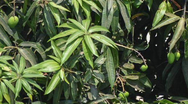 Mango yield to take a hit in Karnataka due to extended monsoon, say ...