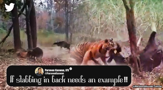 ‘Circle of life’: Tiger attacks gaur. Watch what another bovine does ...