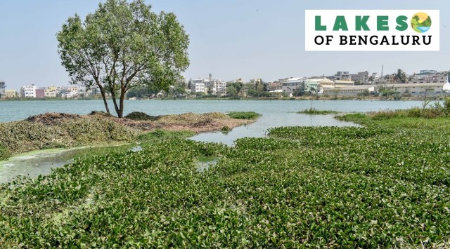 Lakes of Bengaluru: Years of neglect destroy Arekere lake’s aquatic ...