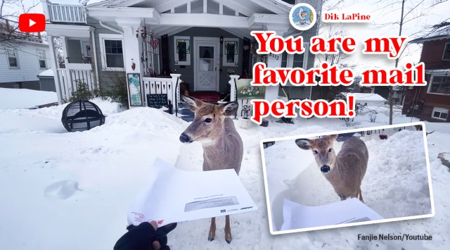 Deer blocks US mail carrier from delivering a letter. Watch video ...