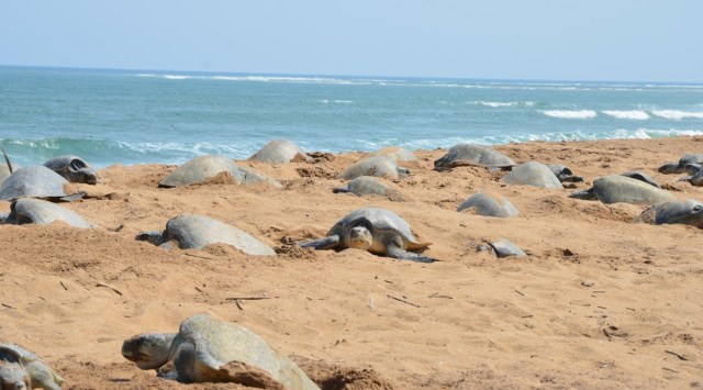 At Odisha beach divided by sea erosion, Olive Ridley turtles spot new ...