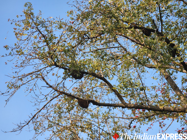 Samsung Galaxy S22 review: Price in India, camera samples