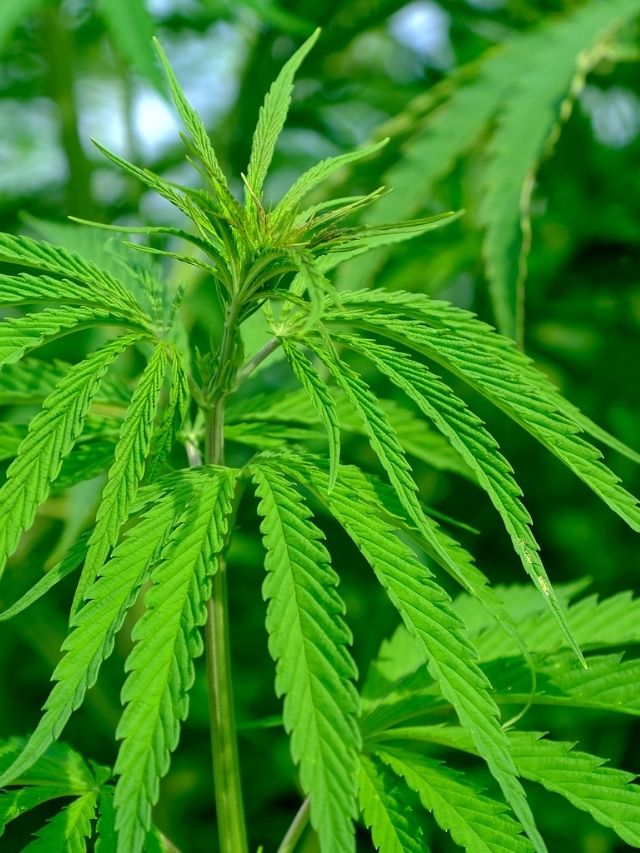 The rise of hemp and its by-products in India | The Indian Express