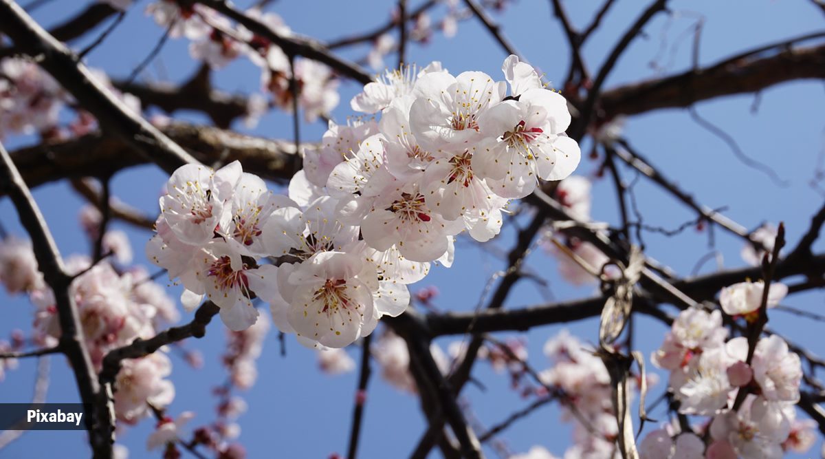 Ladakh’s Apricot Blossom Festival to enthrall tourists from April 13 ...