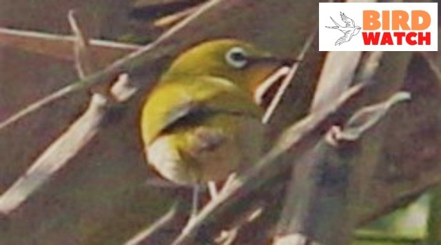 Birdwatch: Oriental White Eye, a social bird until it breeds ...