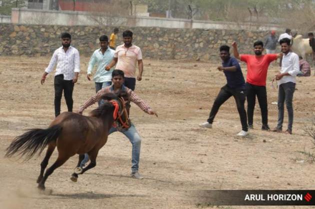 Maharashtra: Ban lifted, bullock carts race away | India News News ...