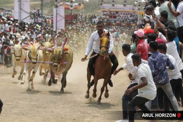 Maharashtra: Ban lifted, bullock carts race away | India News News ...