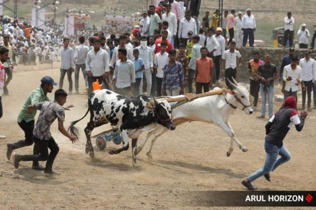 Maharashtra: Ban lifted, bullock carts race away | India News News ...