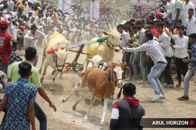 Maharashtra: Ban lifted, bullock carts race away | India News News ...