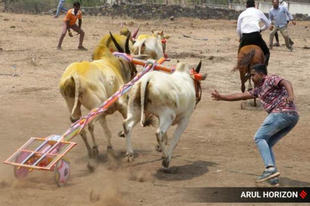 Maharashtra: Ban lifted, bullock carts race away | India News News ...