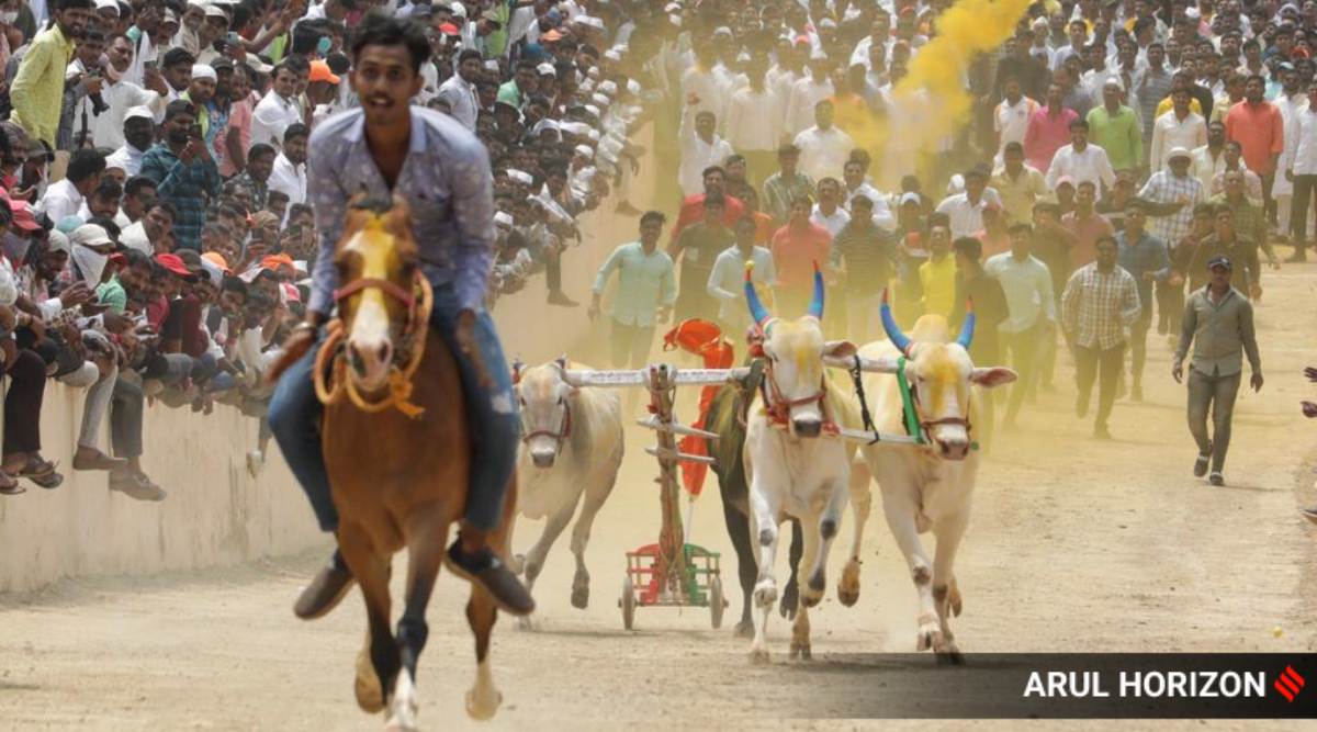 Maharashtra: Ban lifted, bullock carts race away | India News News ...