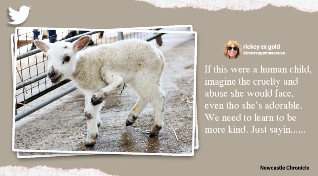 One in a million: Five legged lamb born in UK | Trending News - The ...