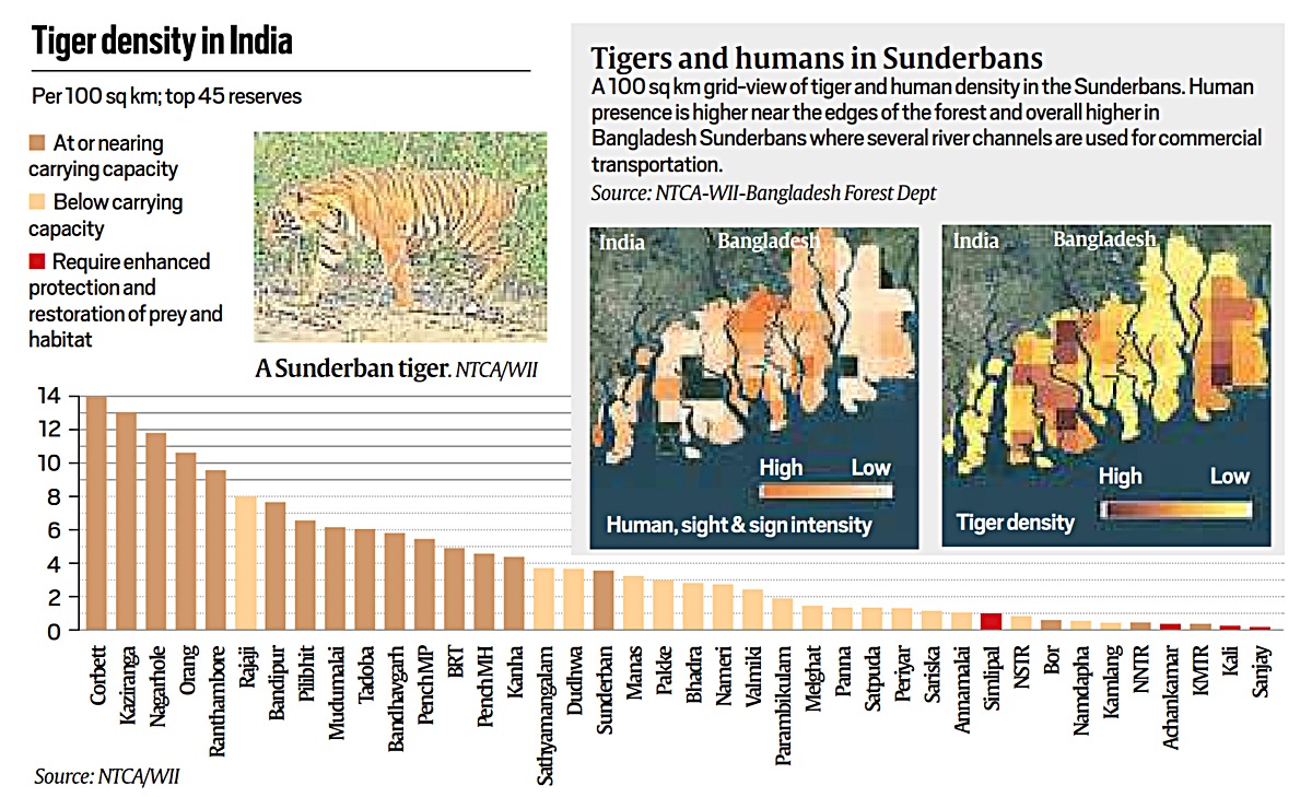 Explained: How many tigers are too many | Explained News - The Indian ...
