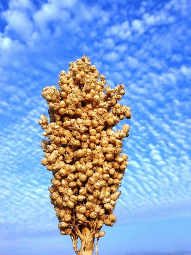 Ayurvedic benefits of Jowar | The Indian Express