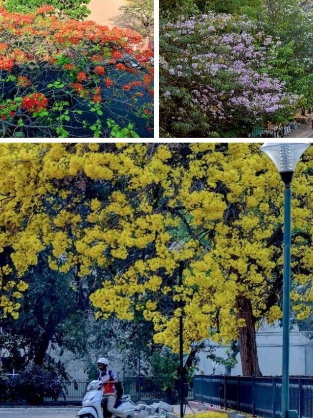 Flowering trees in bloom at Bengaluru | The Indian Express