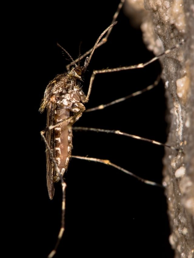 Malaria: All you need to know about symptoms | The Indian Express