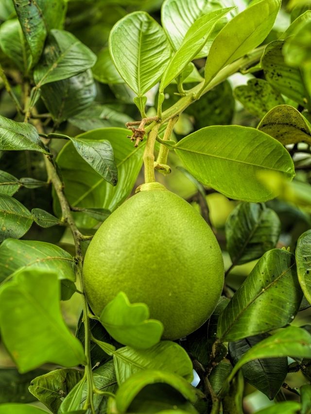 Pomelo-fruit-Know-its-benefits-and-hoe-to-cut-them.jpg