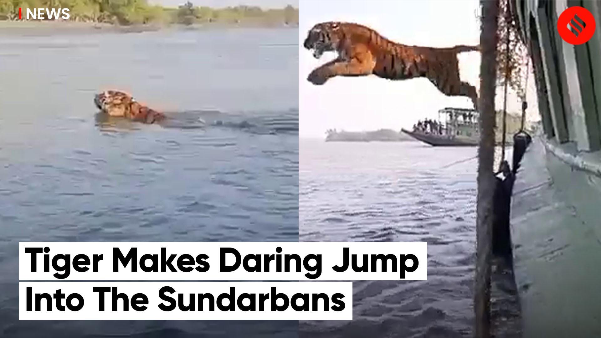 Homeward bound this old clip of a tiger release in sundarban is going ...