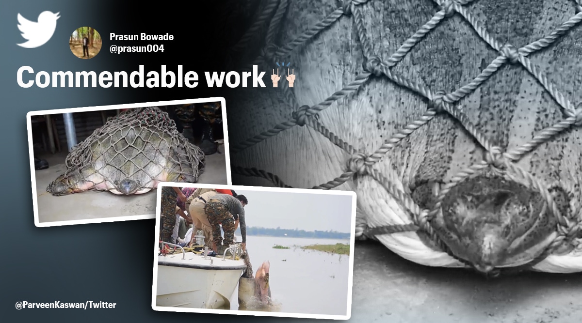 ‘Endangered & a massive female’: This narrow-headed softshell turtle ...