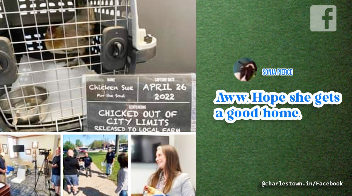 ‘Most wanted’ chicken apprehended in America | Trending News - The ...