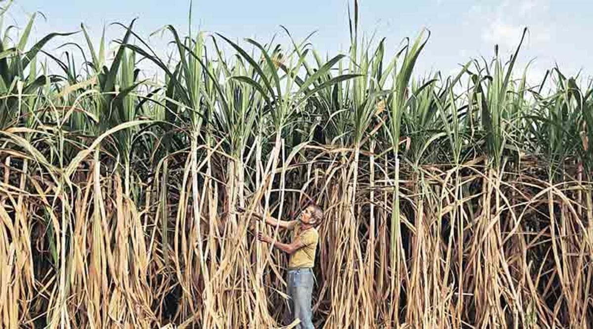 100 lakh tonne of unregistered cane was crushed in Maharashtra | Pune ...