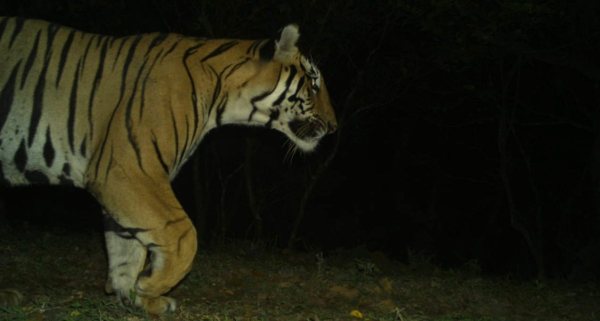 Maharashtra: Tiger spotted in Radhanagari wildlife sanctuary, fourth ...