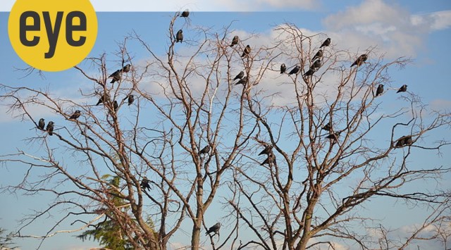 Avinab Datta-Areng’s debut Annus Horribilis marks the arrival of an ...