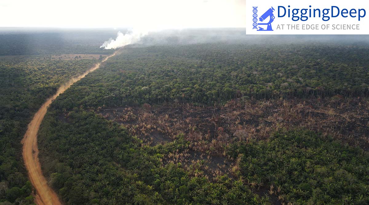 Digging Deep: How animal soundscapes reveal levels of Amazon forest ...