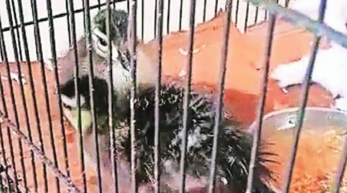 Walk-through aviary: Two ducklings hatch artificially | Chandigarh News ...