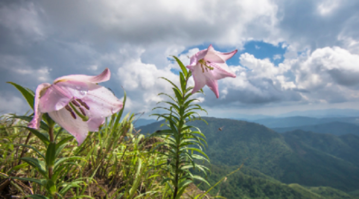 Manipur all set to celebrate Shirui Lily festival | North East India ...