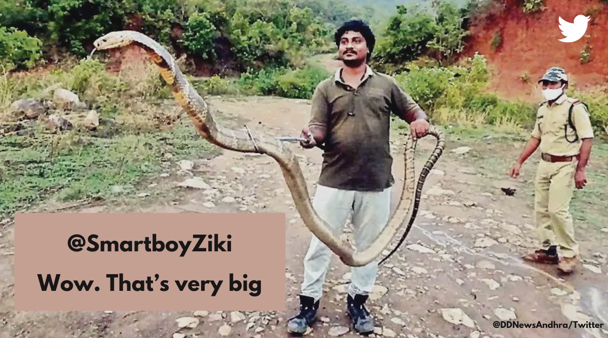 Andhra snake catcher rescues 13-foot king cobra that entered palm oil ...