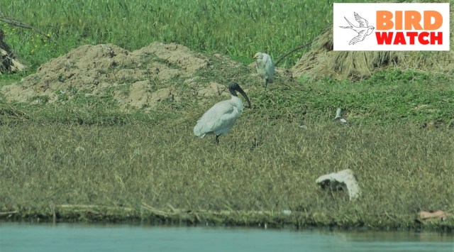 Birdwatch: Members of long-legged wading birds, Ibises live near large ...