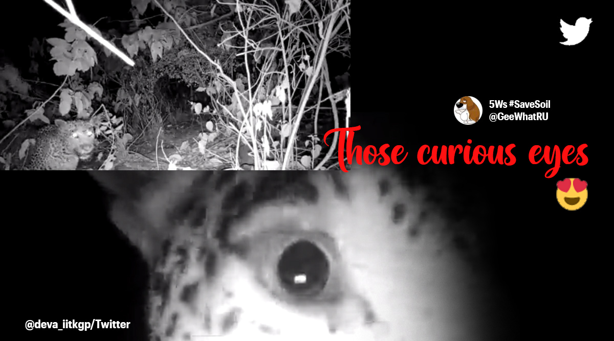 Watch: How this curious leopard was caught on camera | Trending News ...