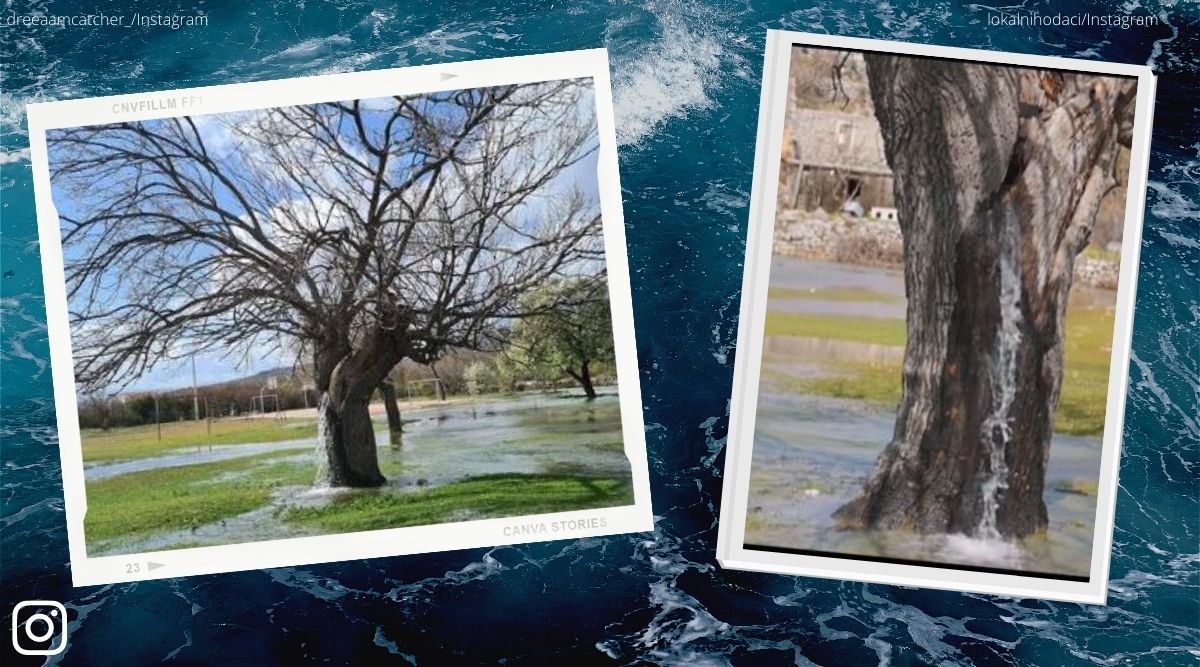 Watch: Water flows out of mulberry tree trunk, rare phenomenon wows ...