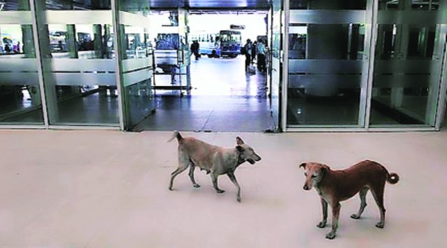 Stray dogs in city a neglected lot: Delhi HC | Delhi news