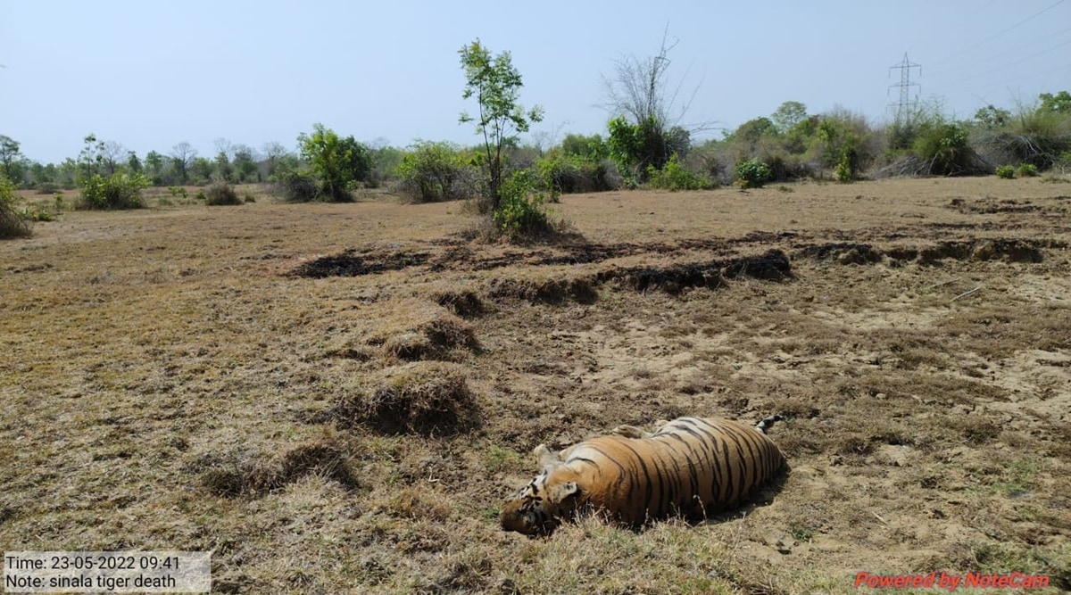 Waghdoha, one of the oldest tigers at Tadoba Reserve, found dead ...