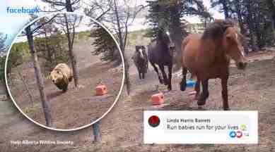 Bear Chasing Memes Red Bear Chasing Meme Video Download MP4