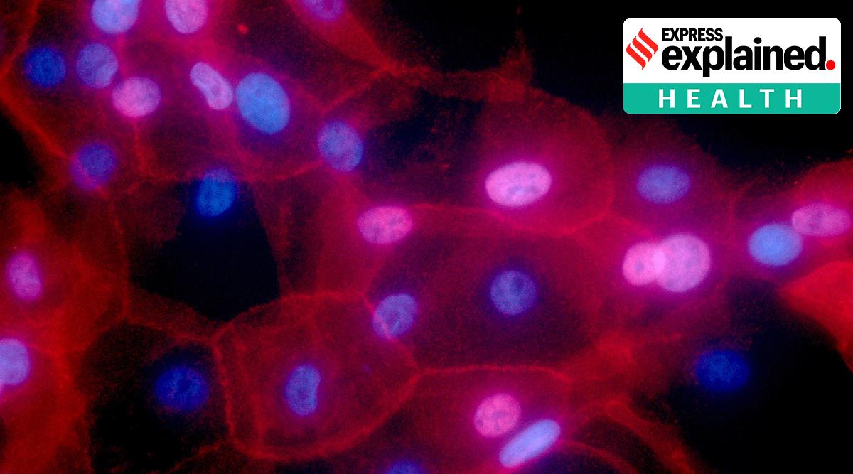 Explained: The science behind the cancer cure, and the therapy’s future ...