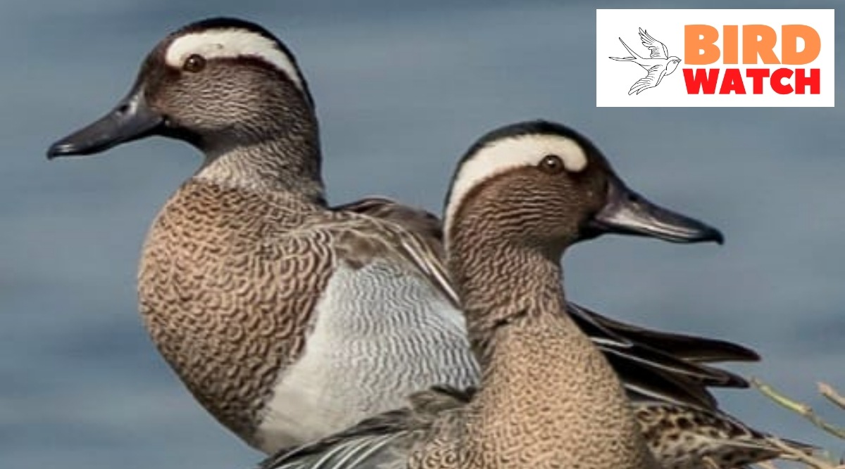 Birdwatch: Garganeys, the most overlooked among other bright-coloured ...