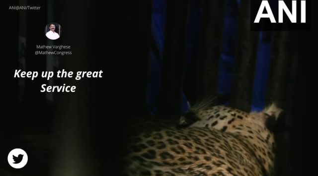 Leopard enters Mumbai school’s washroom, rescued later | Trending News ...