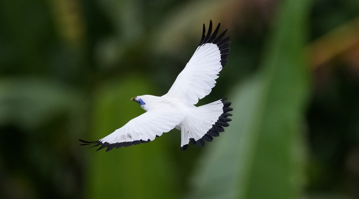 In Bali, bird sellers help endangered mynah make a comeback | Life ...