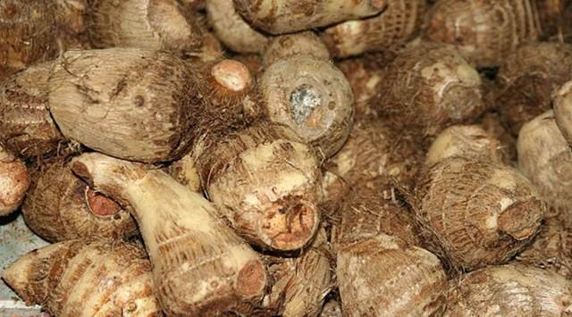 Healthy eating: Here’s what makes arbi a ‘wonderful gift of nature ...