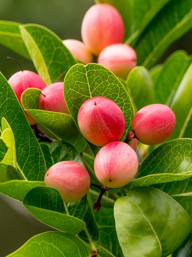 Why you must include karonda in your diet | The Indian Express